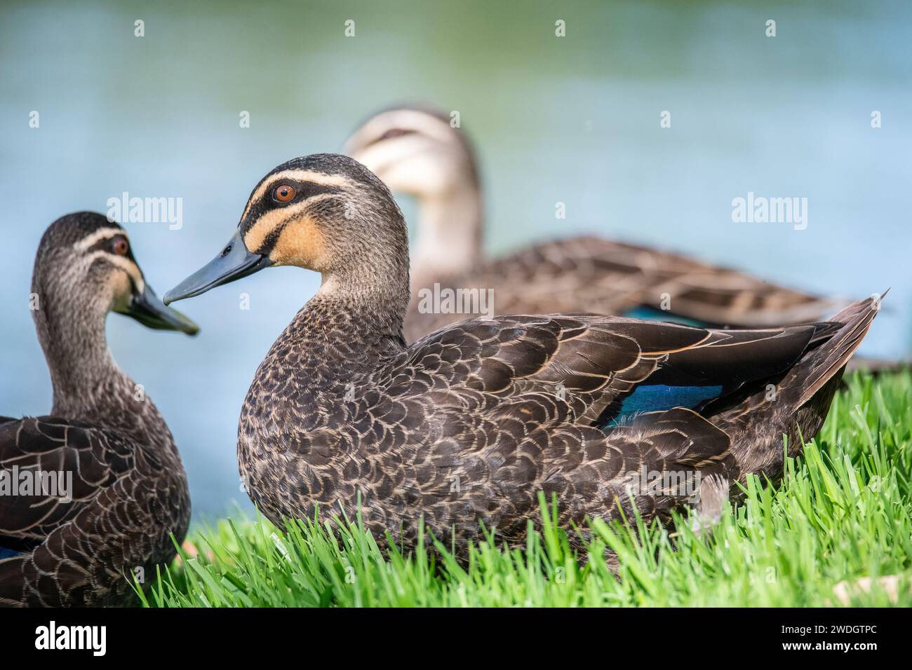 Pacific black duck (Anas superciliosa), at the edge of a body of water ...