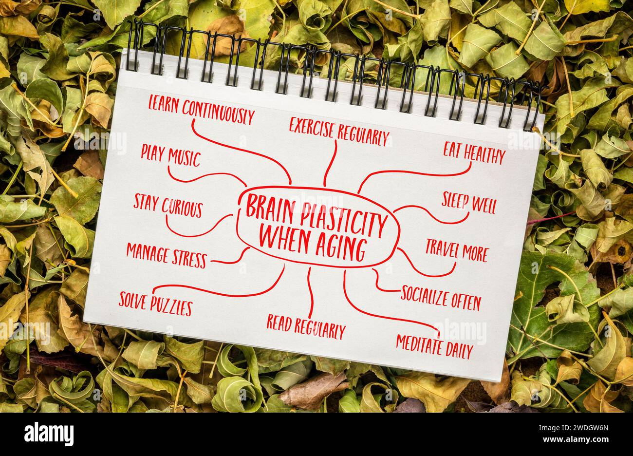 taking adventage of brain plasticity when aging - infographics or mind ...