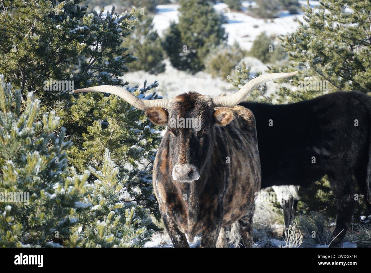 Texas Longhorn standing in a snowy valley Stock Photo - Alamy
