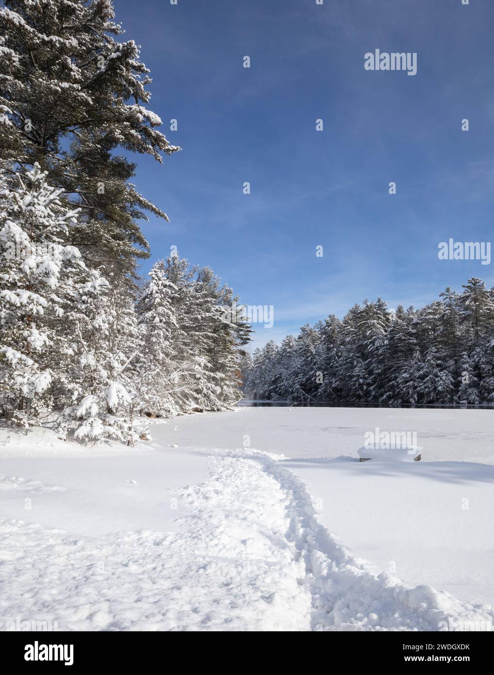 Snow covered trees around frozen Fairy Lake in Muskoka in winter Stock ...