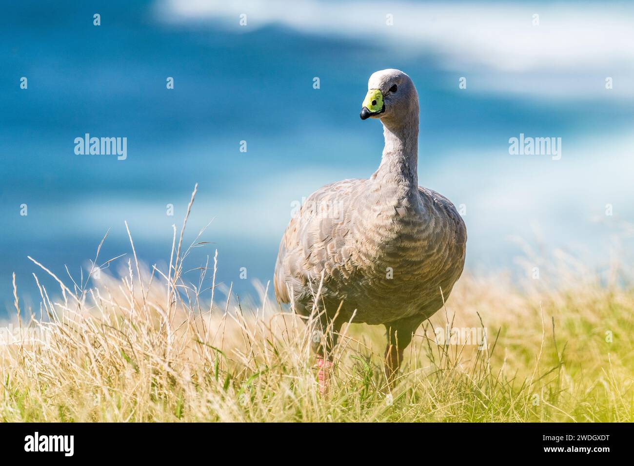 The Cape Barren goose (Cereopsis novaehollandiae, sometimes also known ...