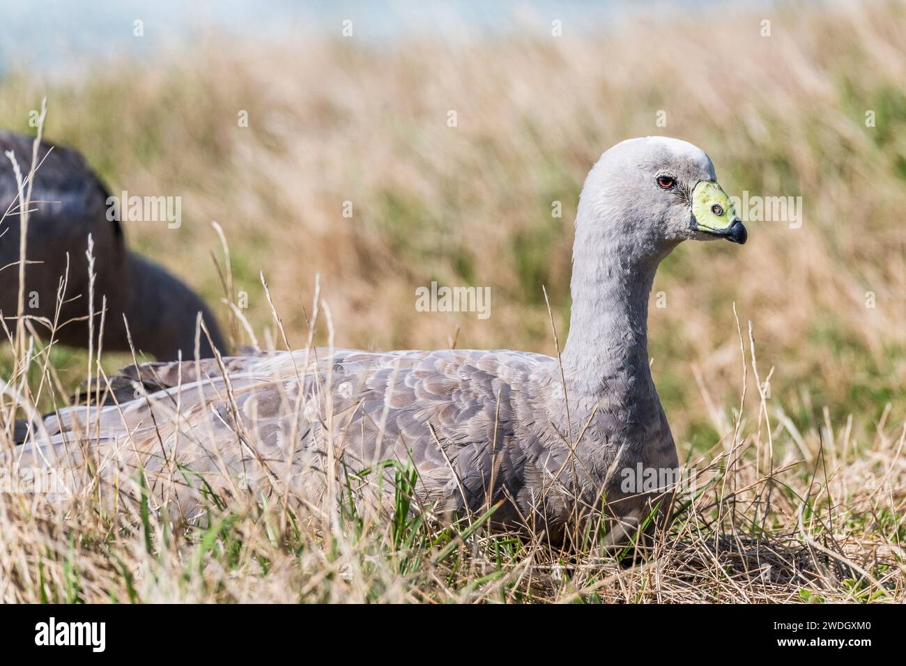 The Cape Barren goose (Cereopsis novaehollandiae, sometimes also known ...