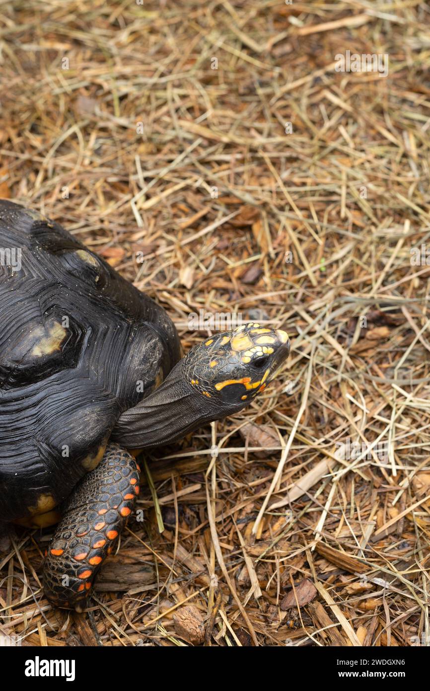 A red-footed tortoise Stock Photo - Alamy