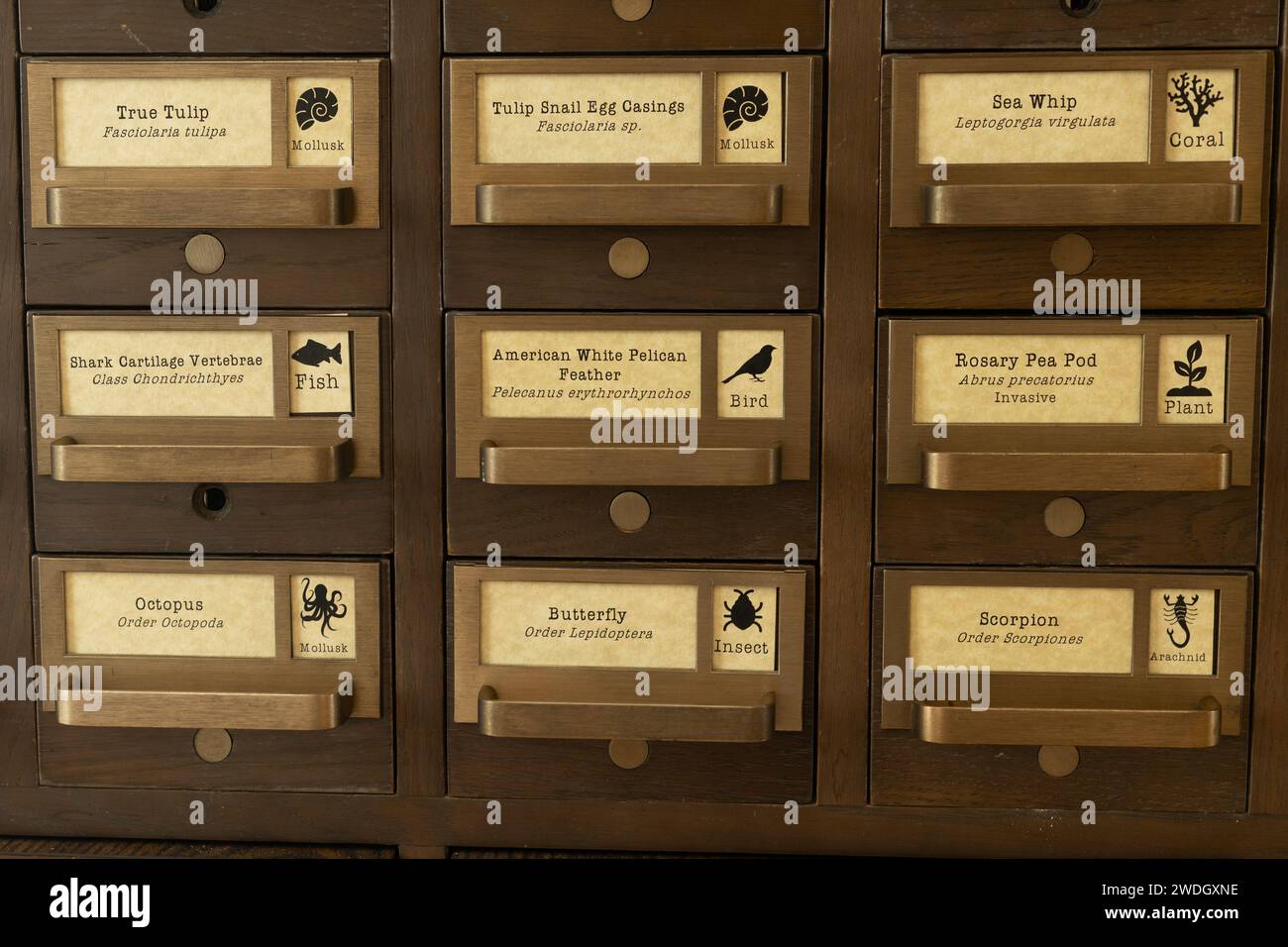Drawers labeled and organized with objects from nature inside Stock ...