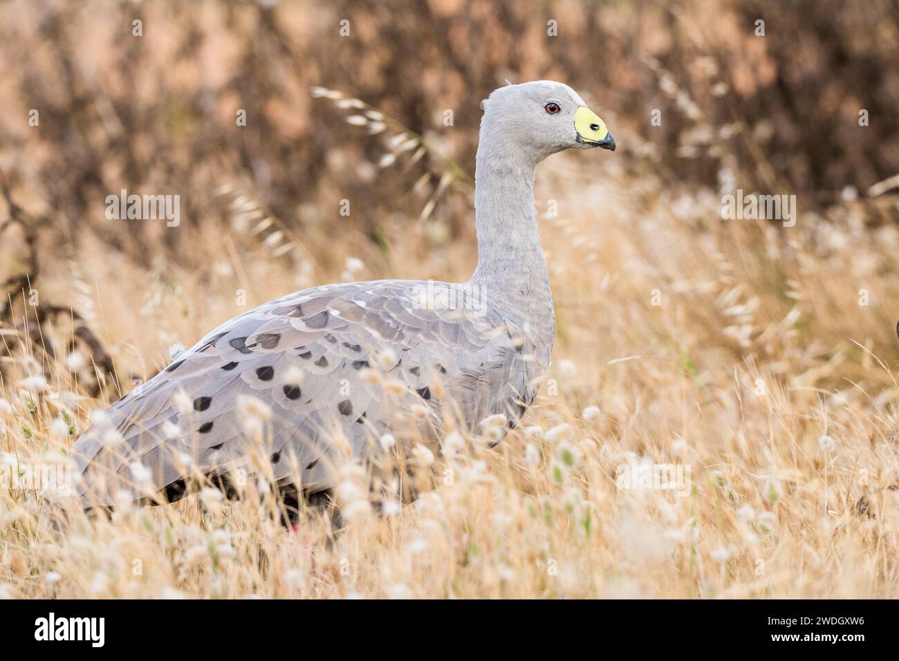 The Cape Barren goose (Cereopsis novaehollandiae, sometimes also known ...
