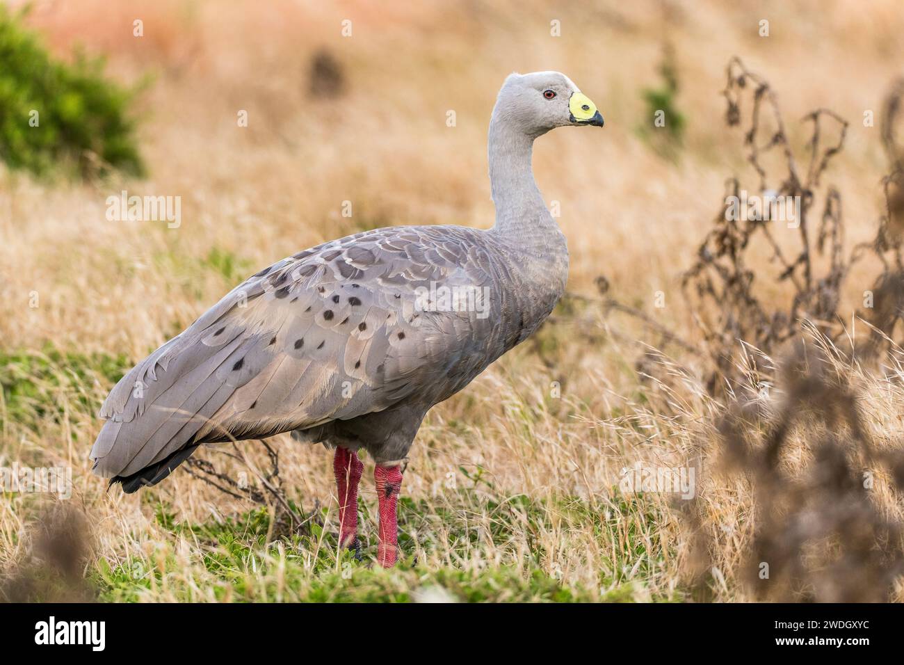 The Cape Barren goose (Cereopsis novaehollandiae, sometimes also known ...