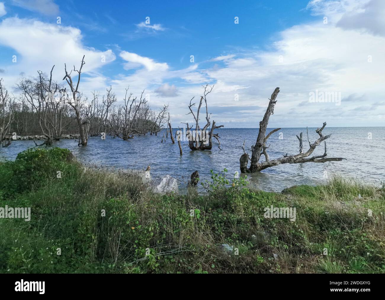wild foliage around the muddy mangroves swamp beach Stock Photo - Alamy