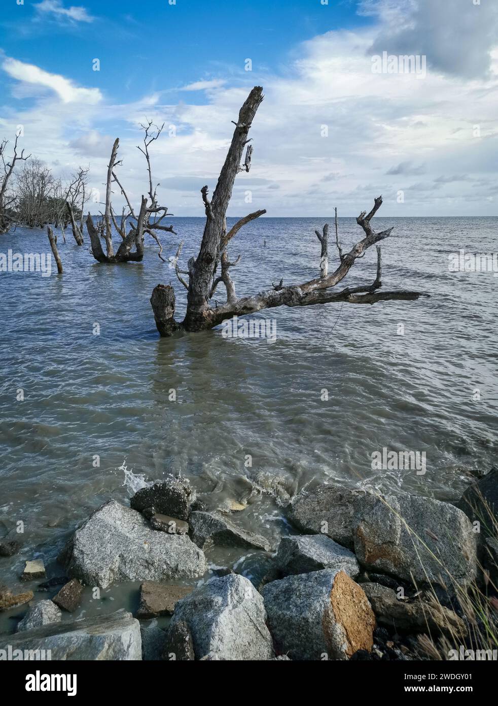 wild foliage around the muddy mangroves swamp beach Stock Photo - Alamy