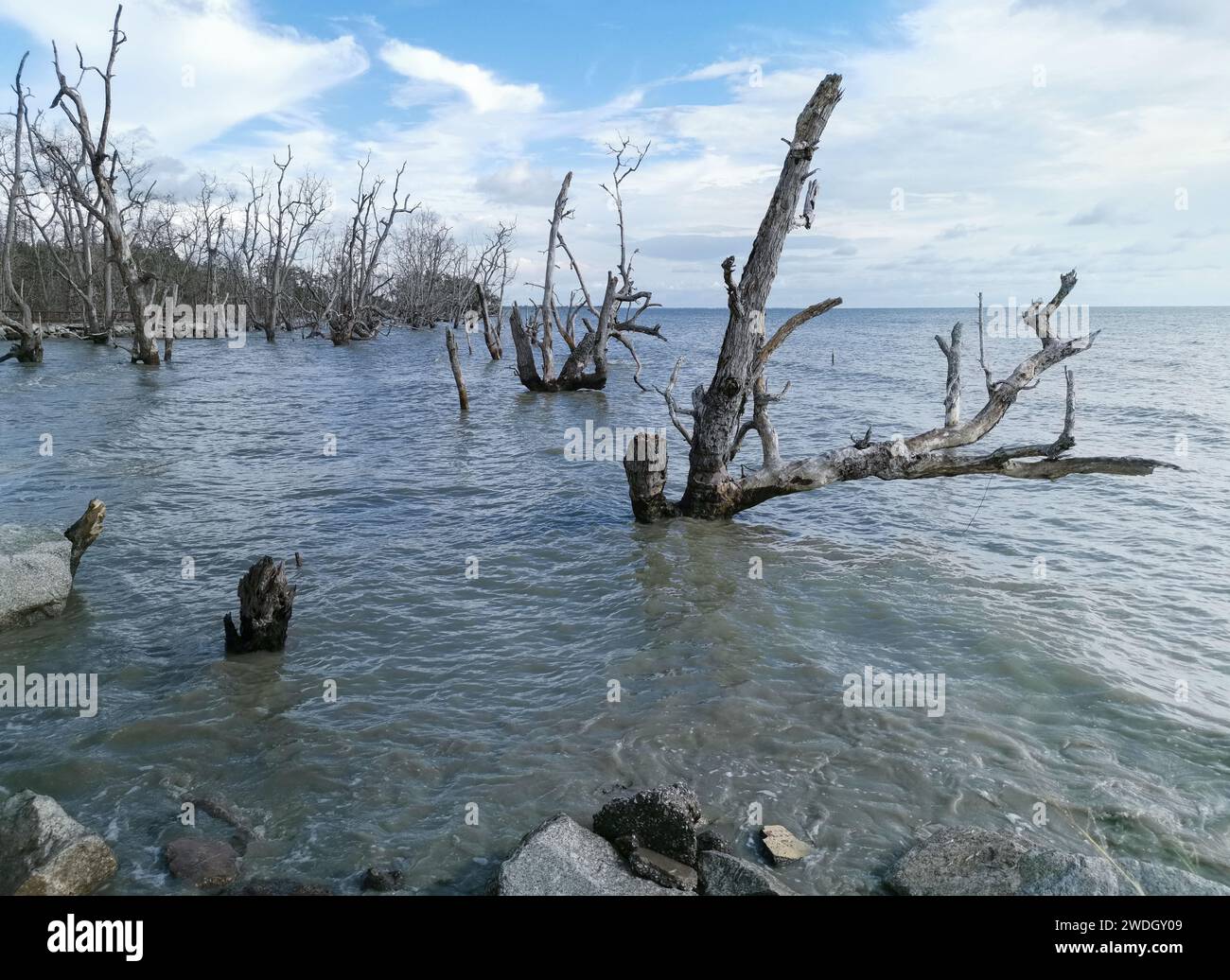 wild foliage around the muddy mangroves swamp beach Stock Photo - Alamy