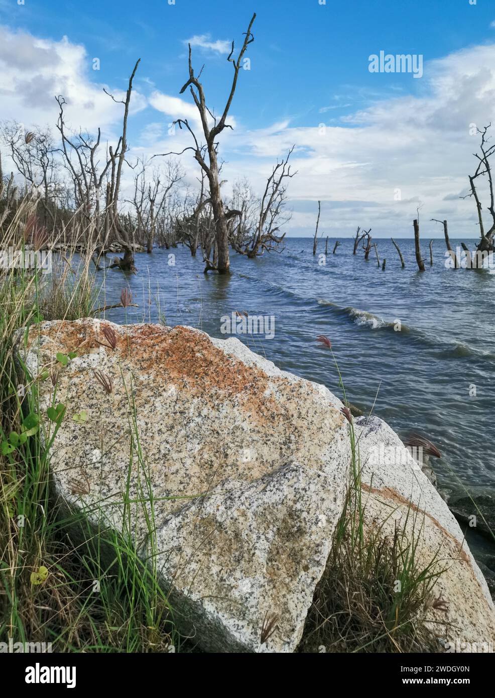 wild foliage around the muddy mangroves swamp beach Stock Photo - Alamy