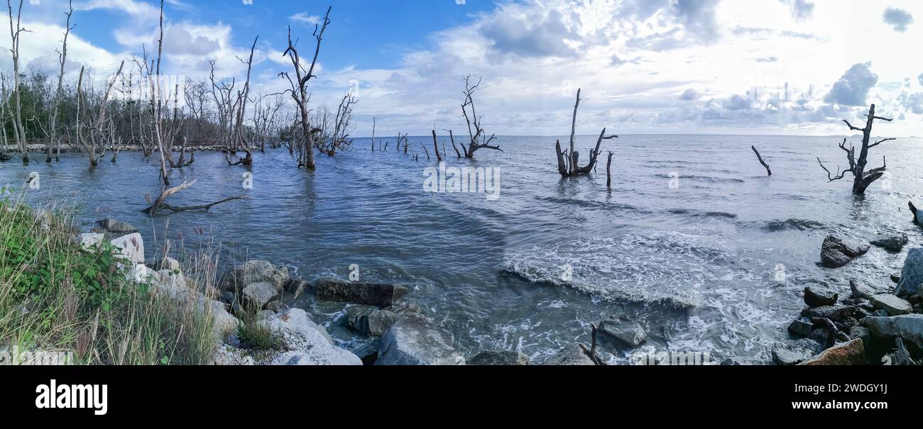 wild foliage around the muddy mangroves swamp beach Stock Photo - Alamy