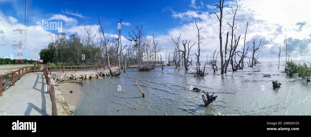 wild foliage around the muddy mangroves swamp beach Stock Photo - Alamy