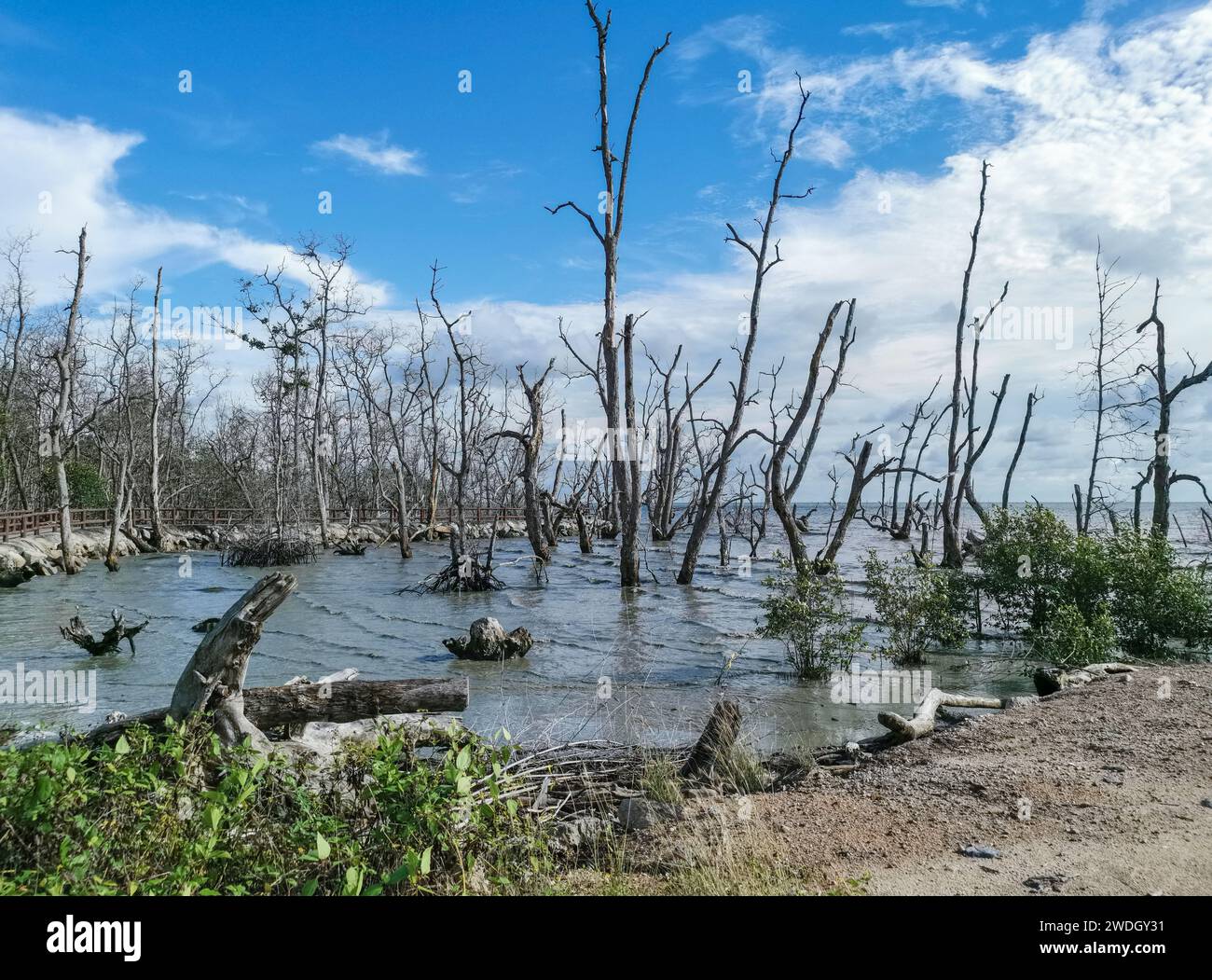 wild foliage around the muddy mangroves swamp beach Stock Photo - Alamy