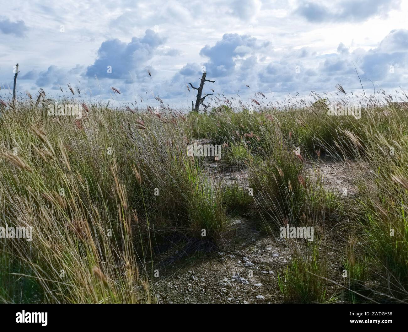 wild foliage around the muddy mangroves swamp beach Stock Photo - Alamy