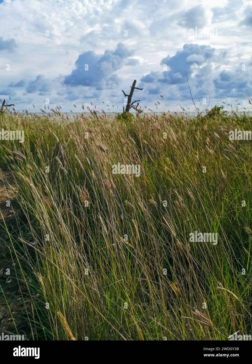 wild foliage around the muddy mangroves swamp beach Stock Photo - Alamy