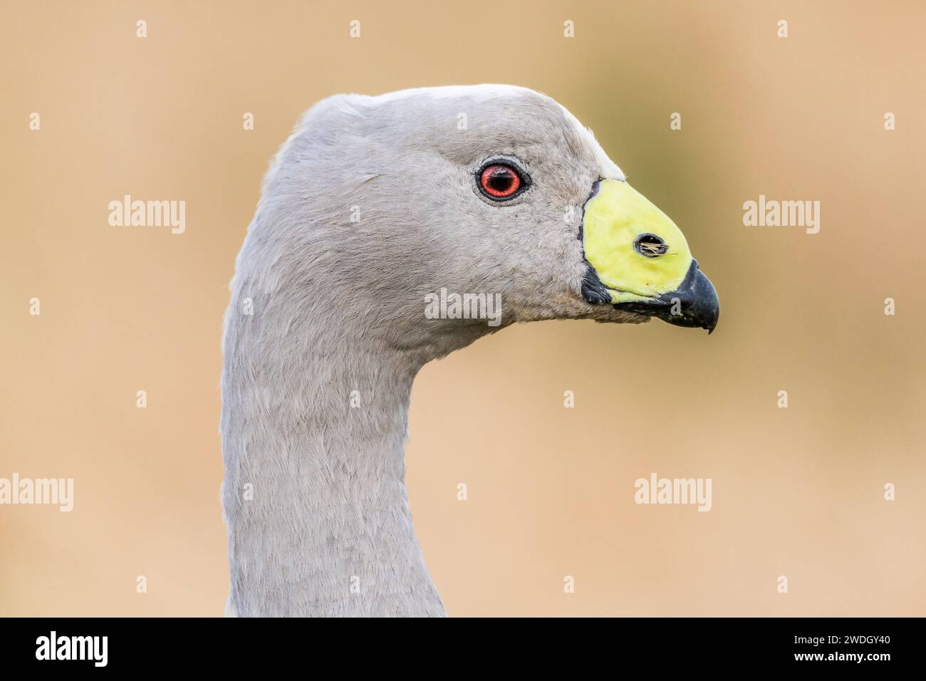 The Cape Barren goose (Cereopsis novaehollandiae, sometimes also known ...