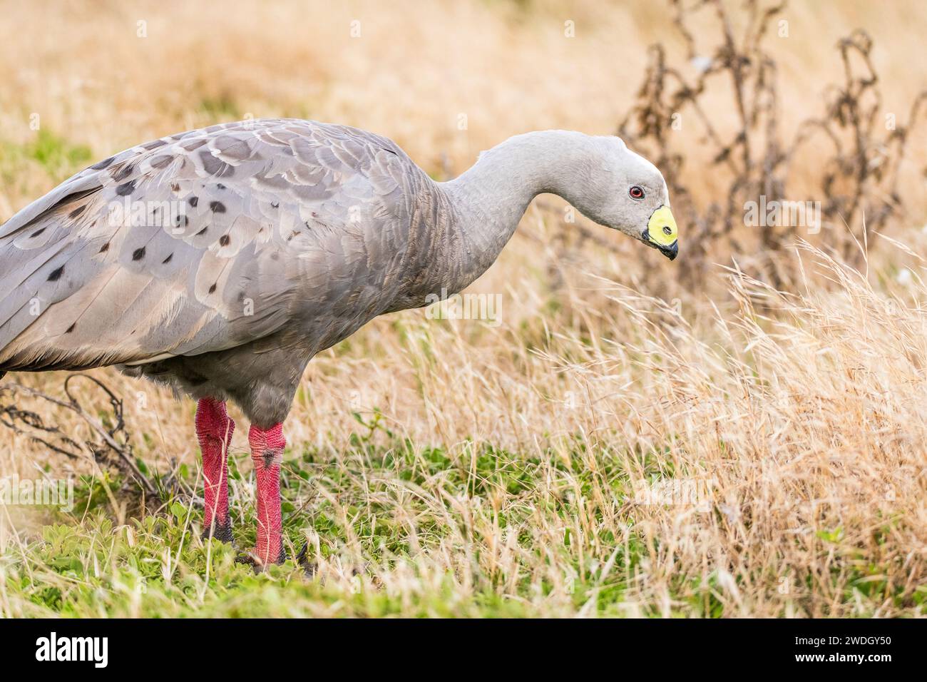The Cape Barren goose (Cereopsis novaehollandiae, sometimes also known ...