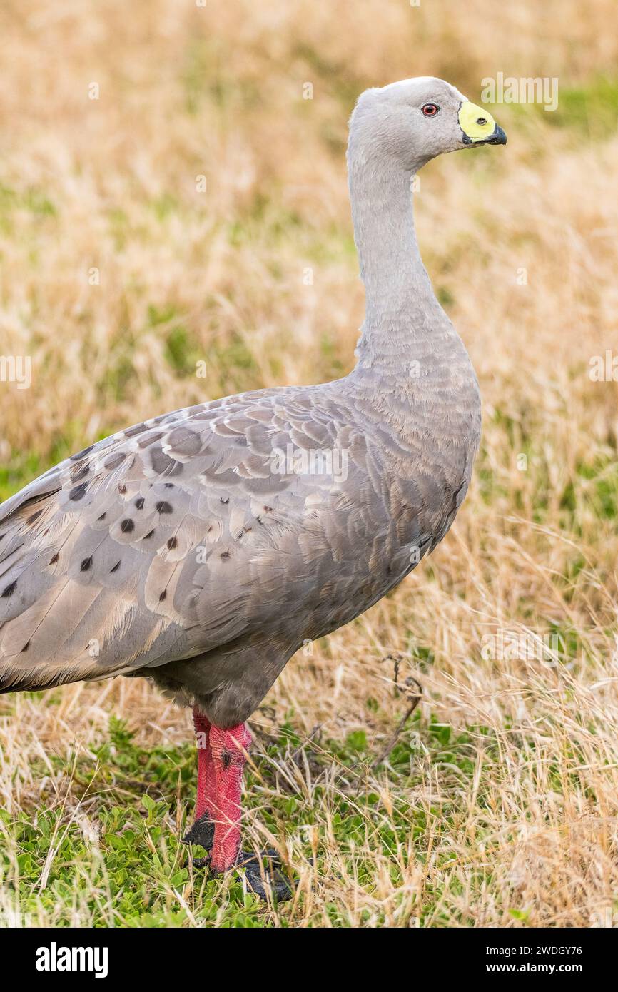 The Cape Barren goose (Cereopsis novaehollandiae, sometimes also known ...