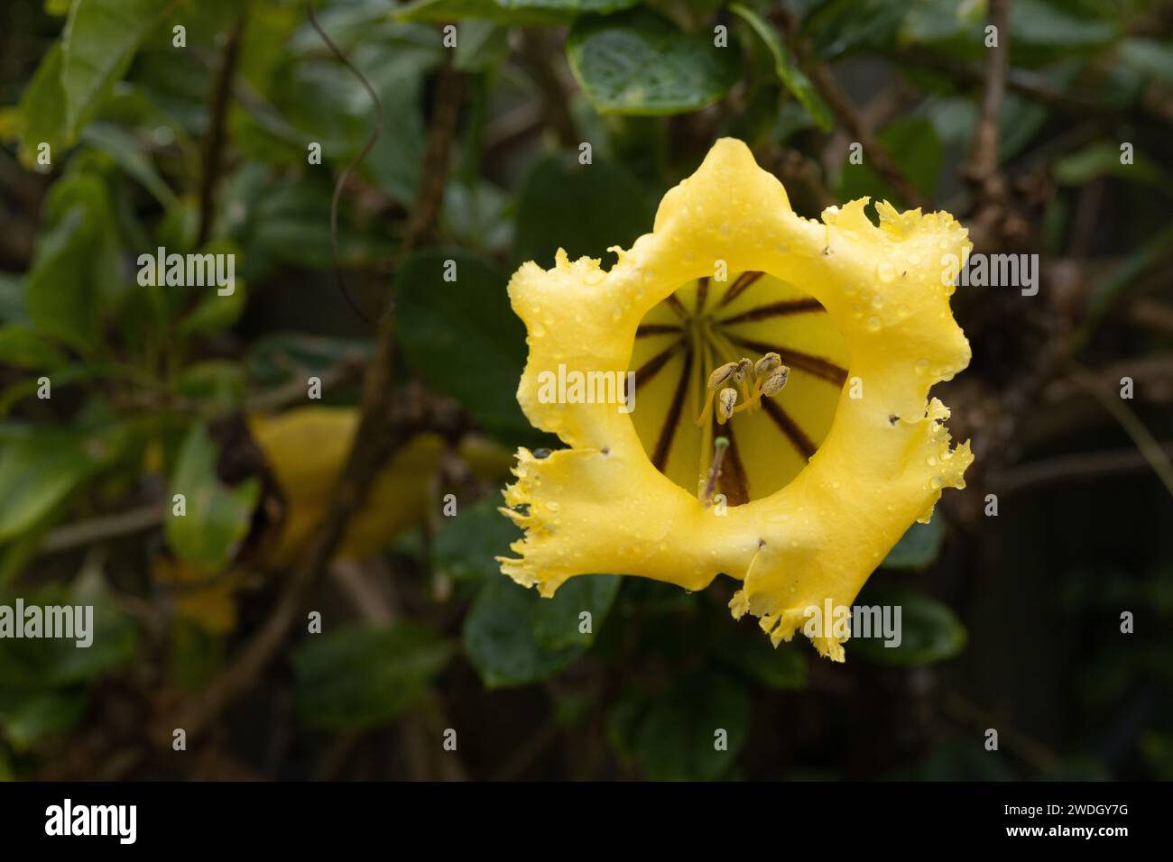 Solandra longiflora - chalice vine flower, close up Stock Photo - Alamy