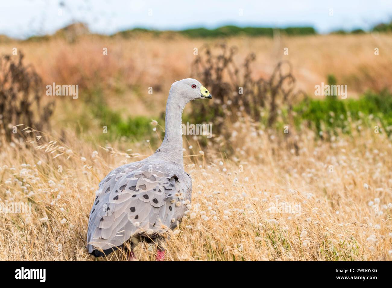 The Cape Barren goose (Cereopsis novaehollandiae, sometimes also known ...