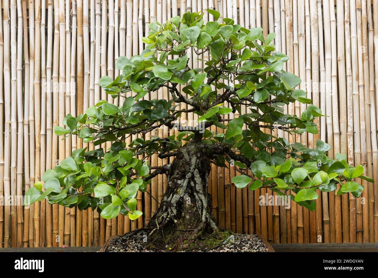 Ficus triangularis - triangle fig bonsai tree Stock Photo - Alamy