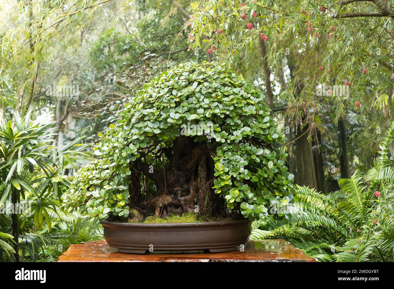 Ficus Microcarpa 'Green Island' Indian laurel fig bonsai tree Stock ...