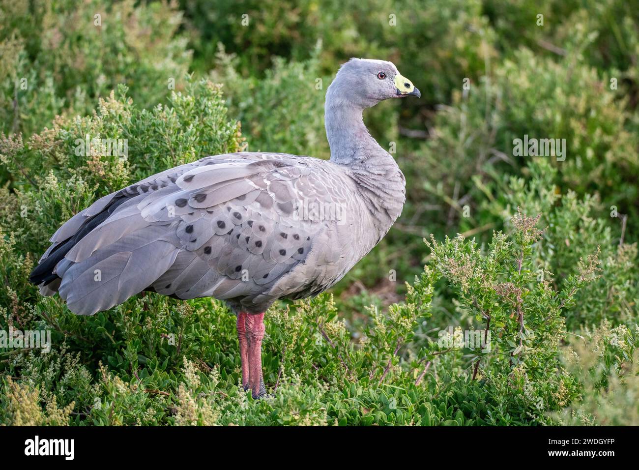 The Cape Barren goose (Cereopsis novaehollandiae, sometimes also known ...