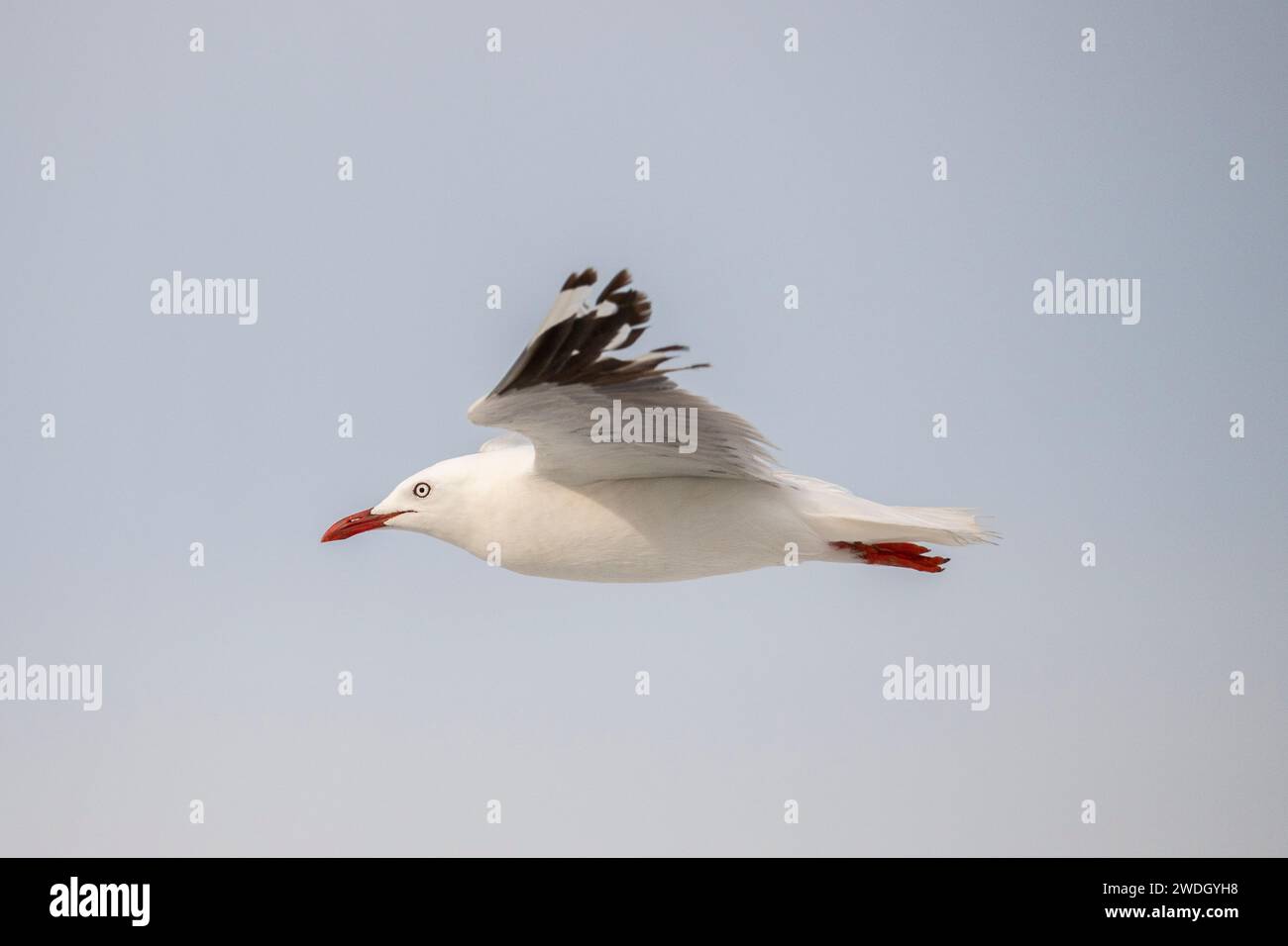 silver gull (Chroicocephalus novaehollandiae), the most common gull of ...