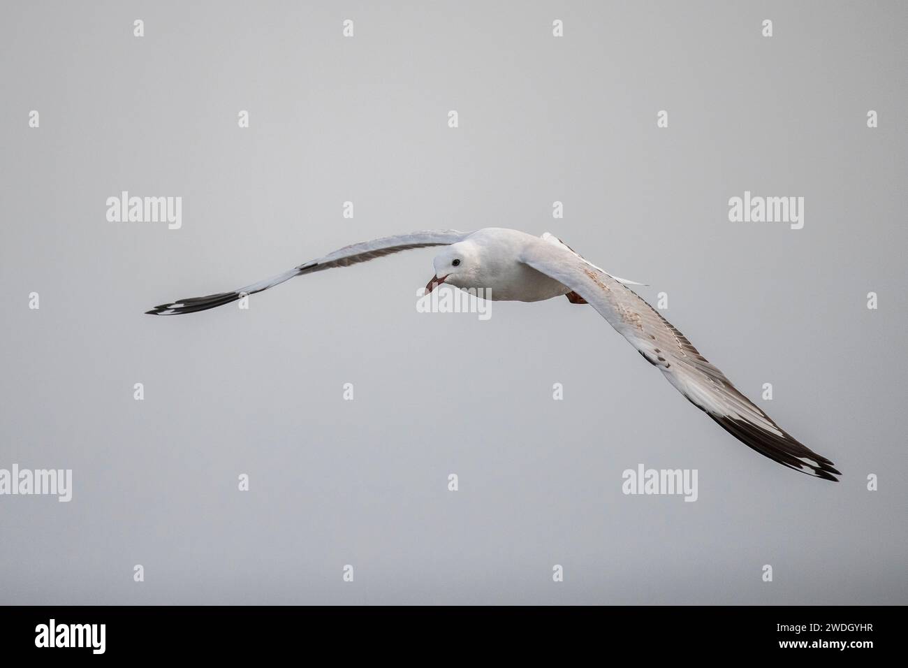 silver gull (Chroicocephalus novaehollandiae), the most common gull of ...