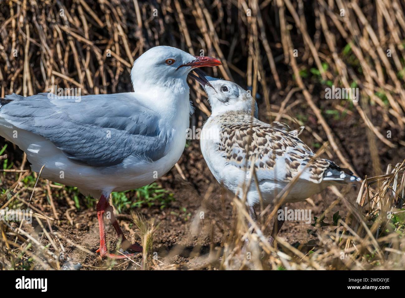 Silver gull young bird hi-res stock photography and images - Alamy