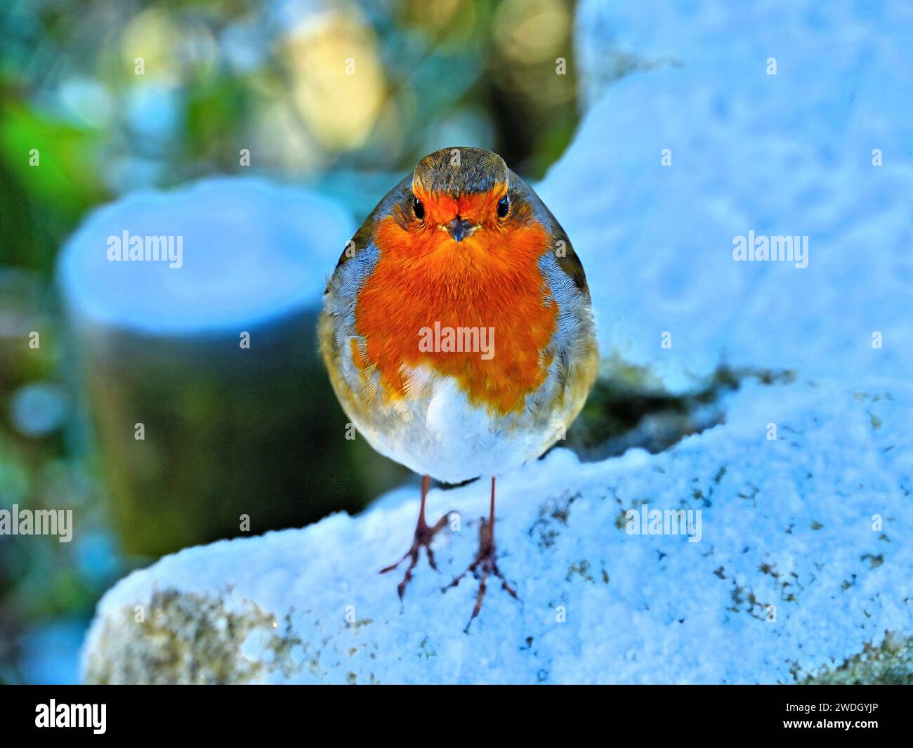 Getting the eye from a Robin redbreast sitting in the snow showing its ...