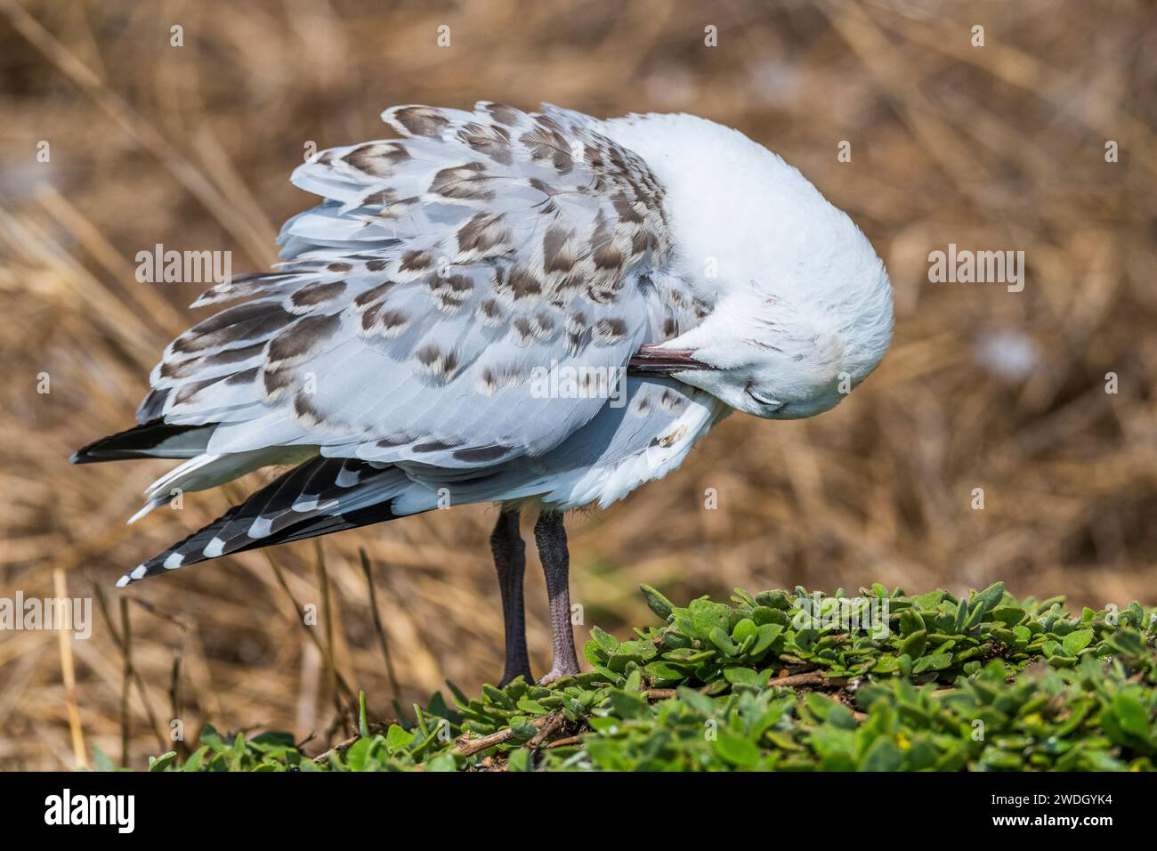 silver gull (Chroicocephalus novaehollandiae), the most common gull of ...