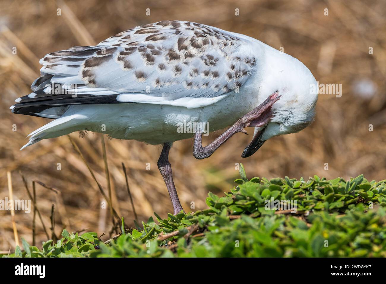 Most common australian gull hi-res stock photography and images - Alamy