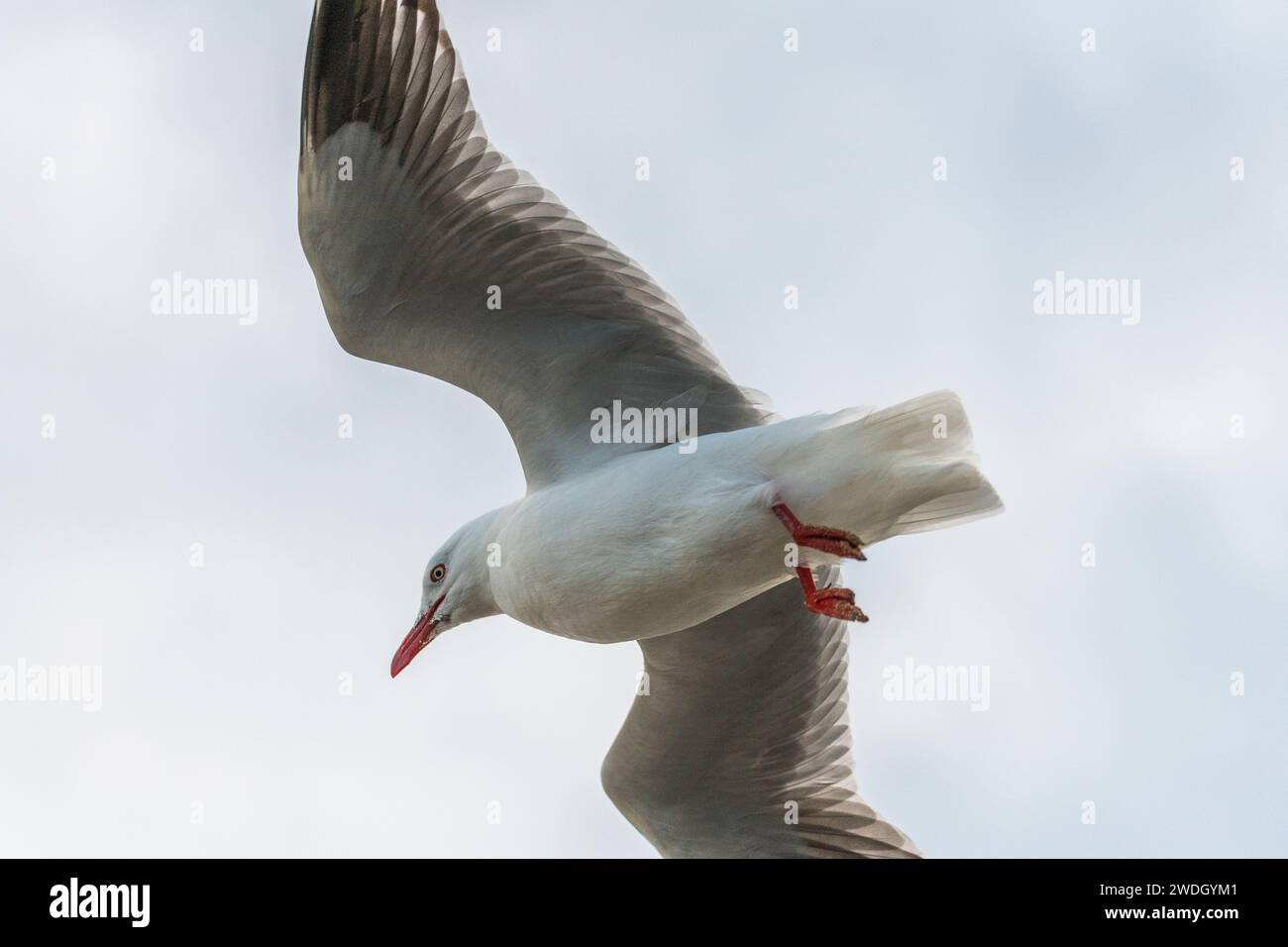 Most common gull species hi-res stock photography and images - Alamy