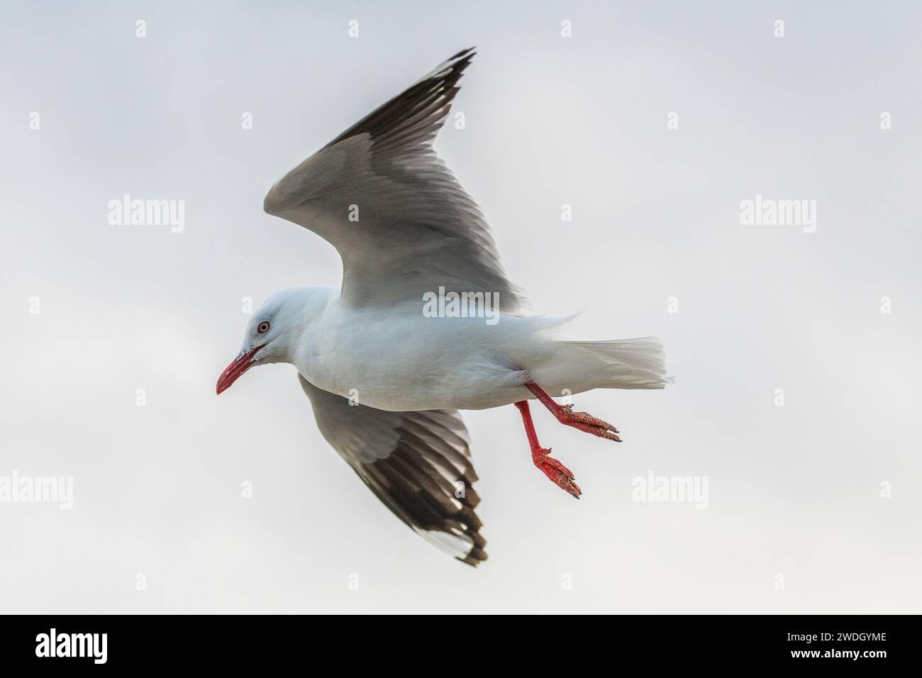 silver gull (Chroicocephalus novaehollandiae), the most common gull of ...