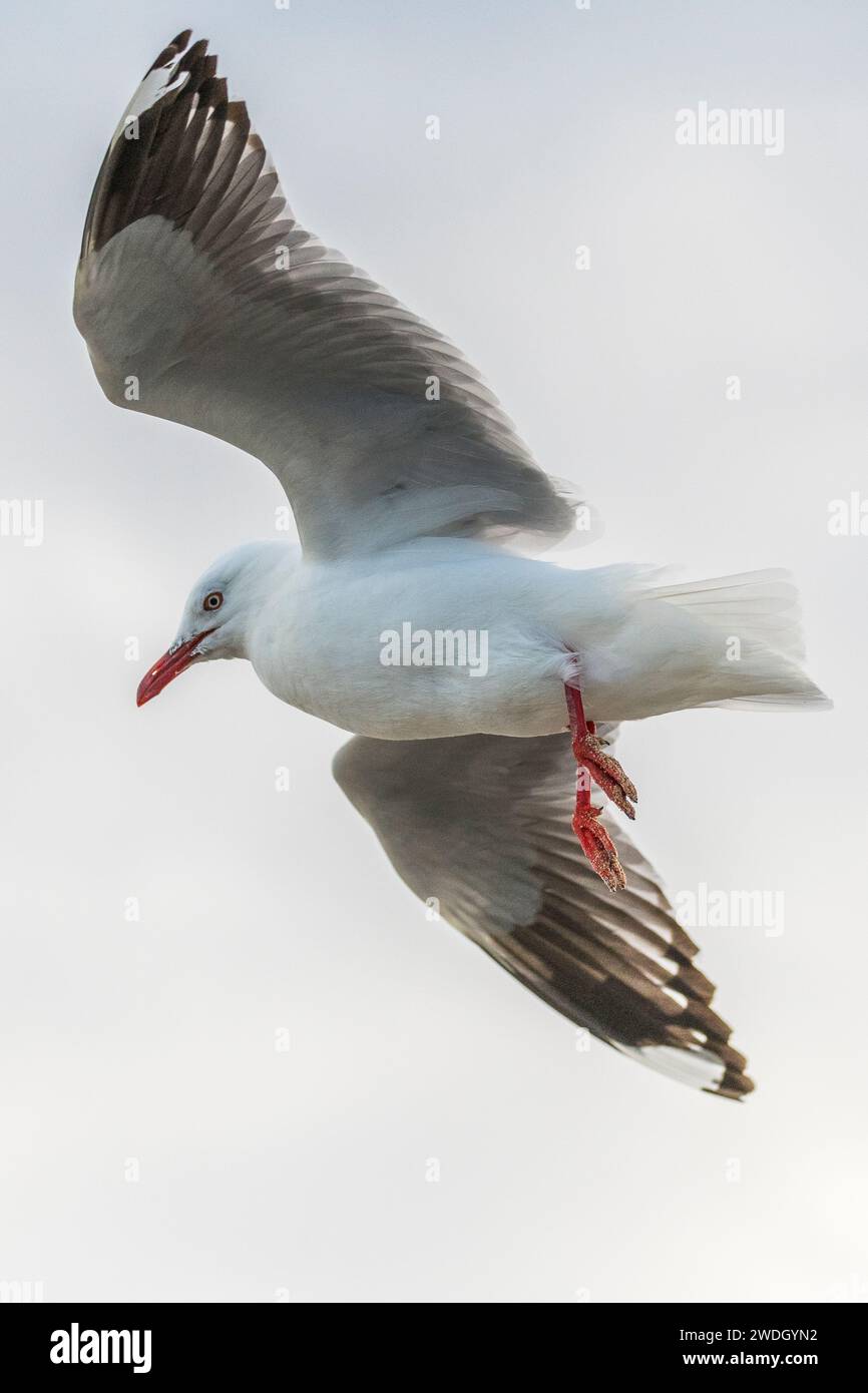 silver gull (Chroicocephalus novaehollandiae), the most common gull of ...