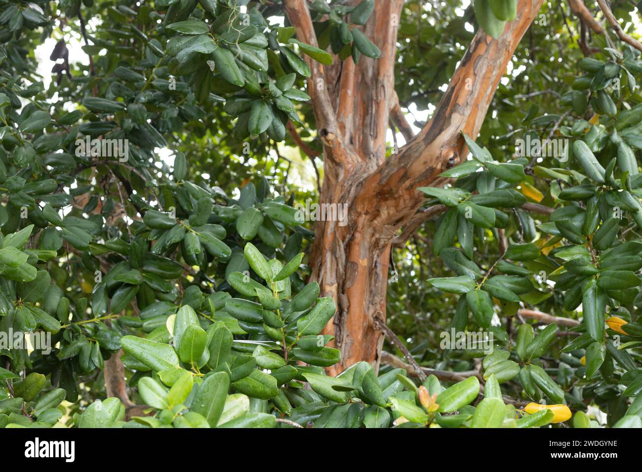 Bay rum tree hi-res stock photography and images - Alamy