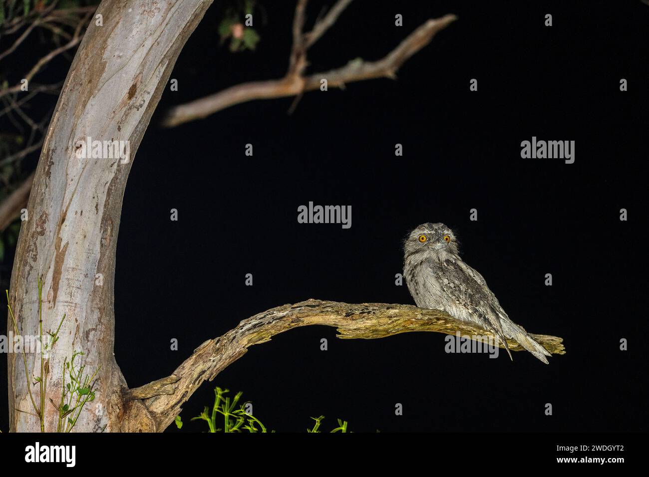 tawny frogmouth (Podargus strigoides), on a branch at night Stock Photo ...