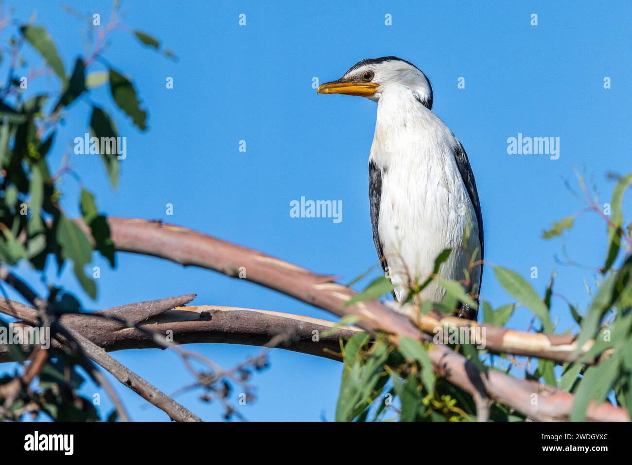 Australian shag hi-res stock photography and images - Alamy