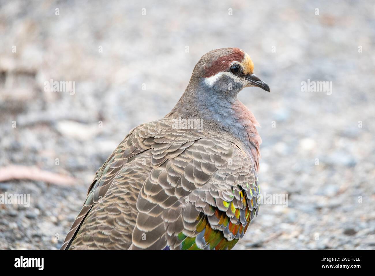common bronzewing (Phaps chalcoptera) , a species of medium-sized ...
