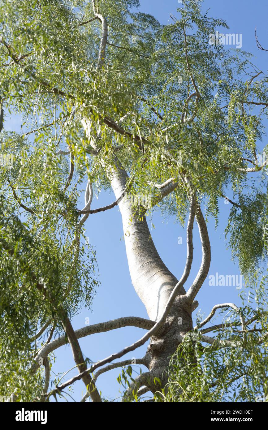 Moringa drouhardii - bottle tree Stock Photo - Alamy