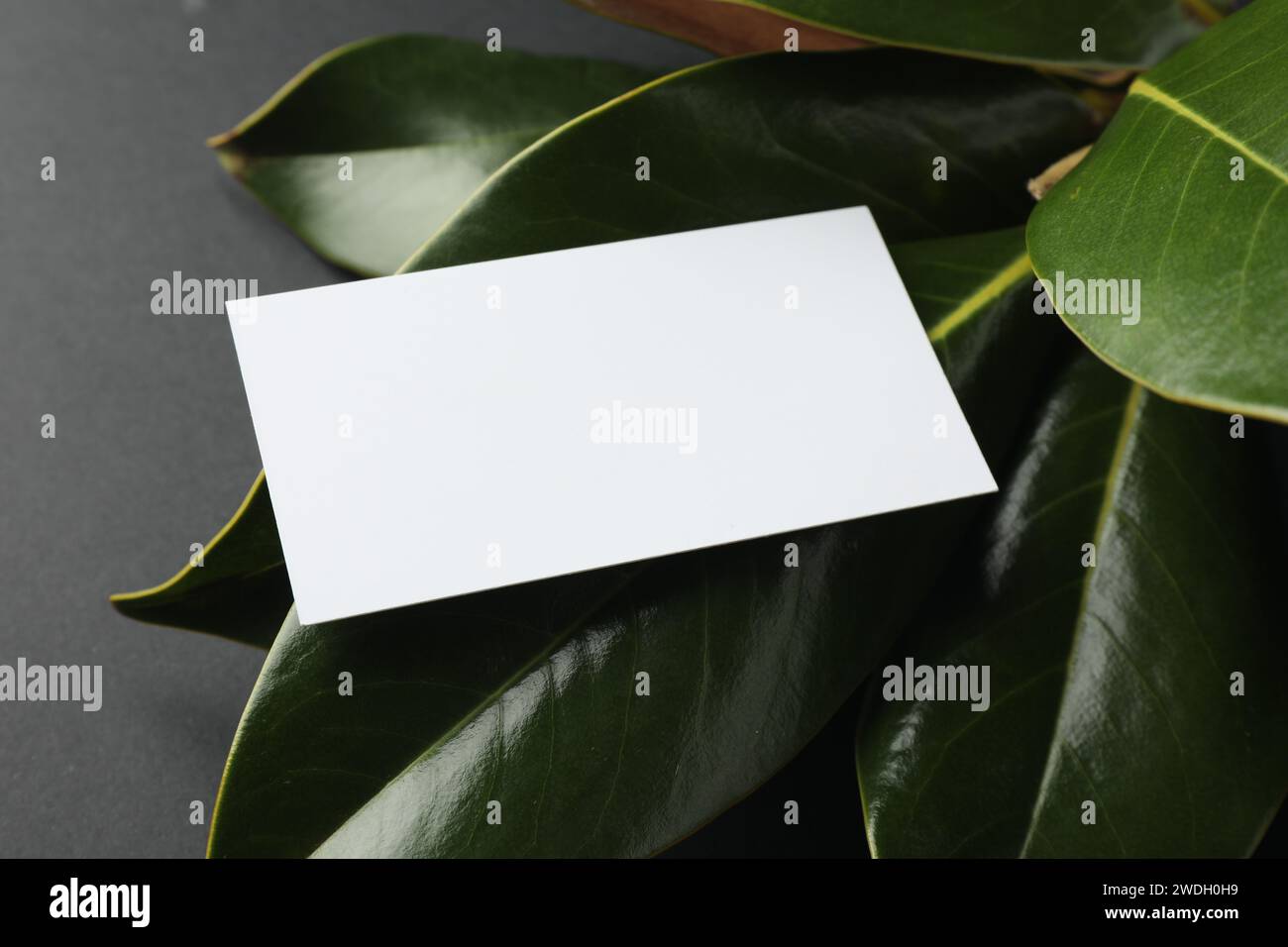 Blank business card and magnolia branch on black background, closeup ...