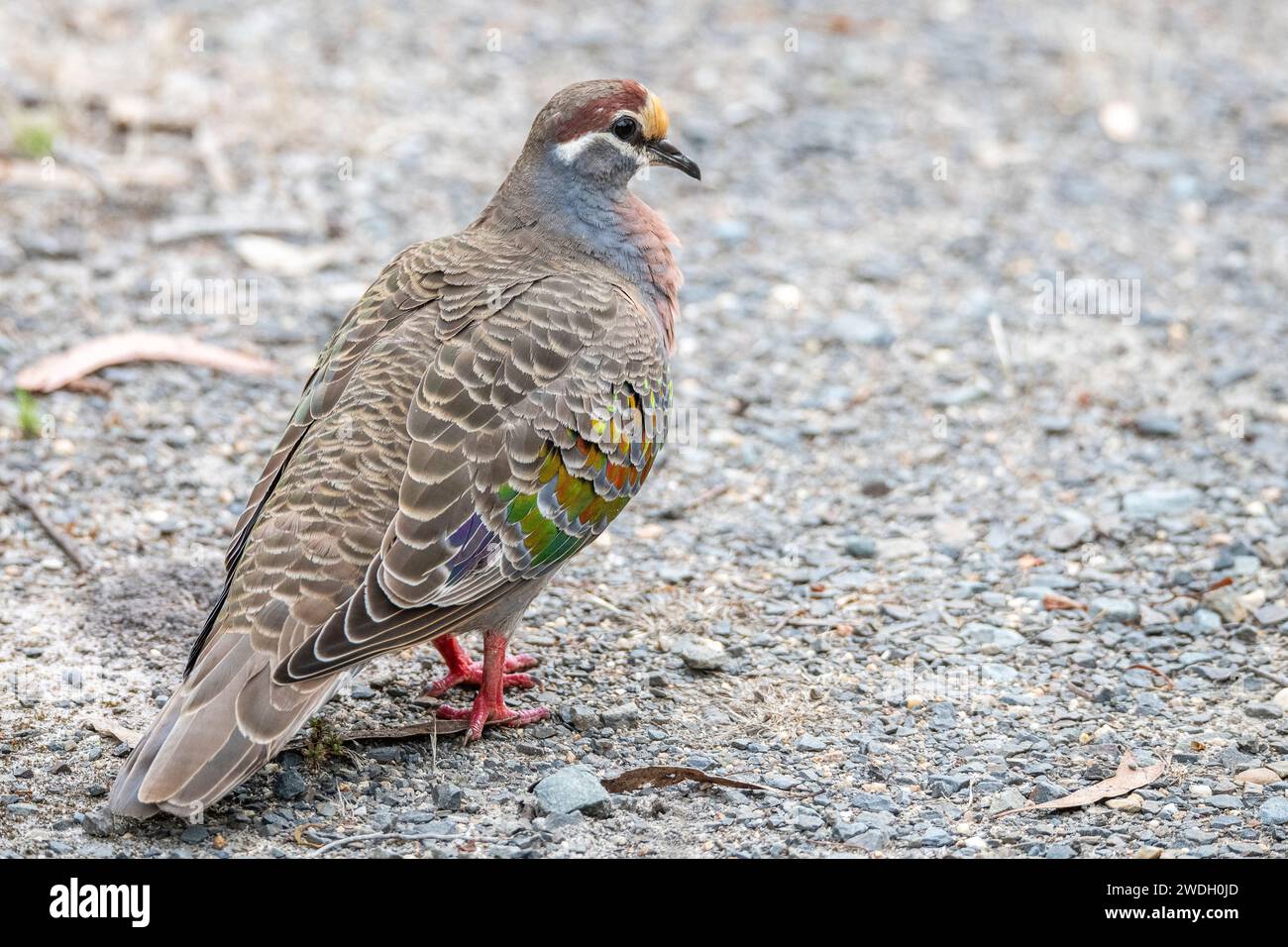 common bronzewing (Phaps chalcoptera) , a species of medium-sized ...