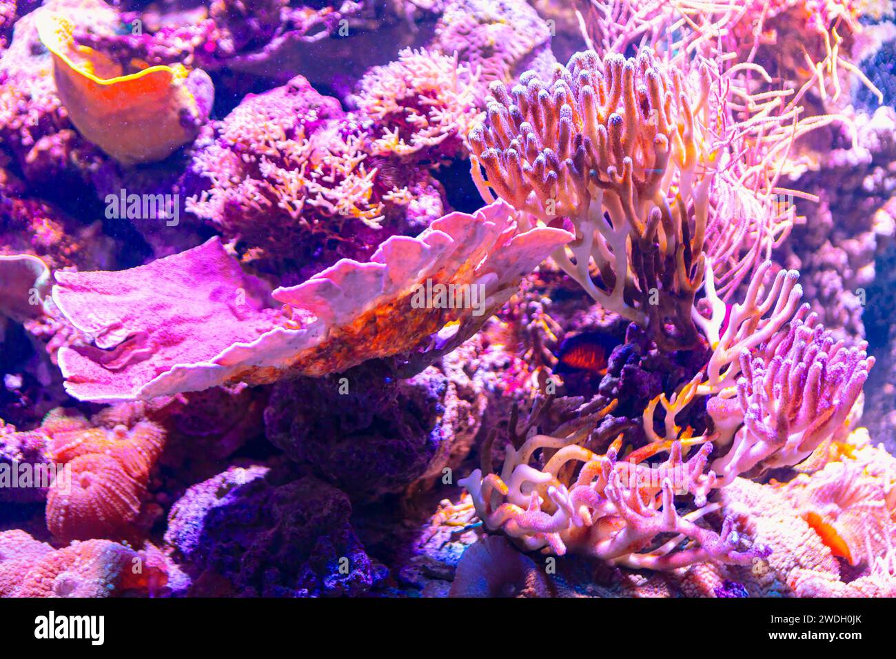 Colorful corals in the water. Underwater world Stock Photo - Alamy