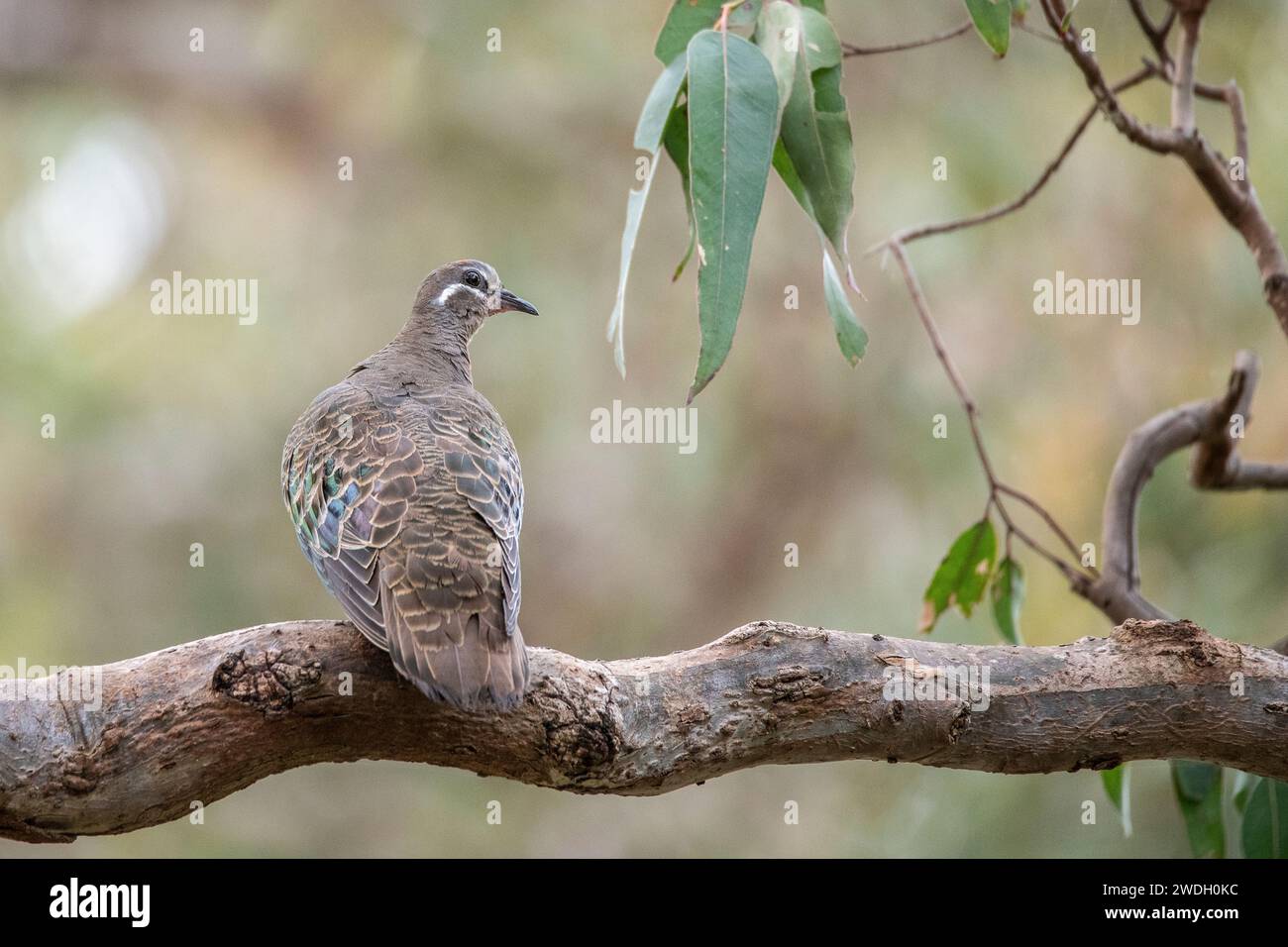 common bronzewing (Phaps chalcoptera) , a species of medium-sized ...