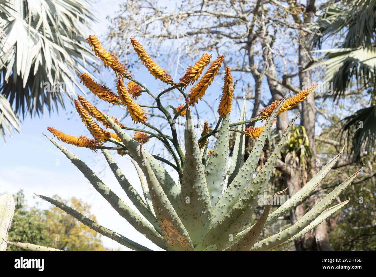 Aloe marlothii - mountain aloe Stock Photo - Alamy