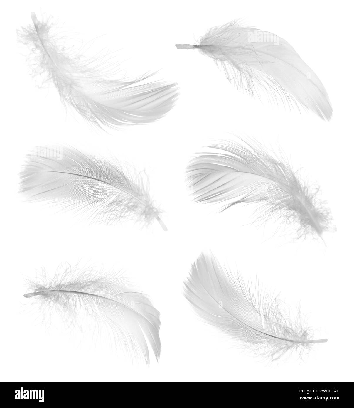 Light feathers isolated on white, collection. Plumage Stock Photo - Alamy