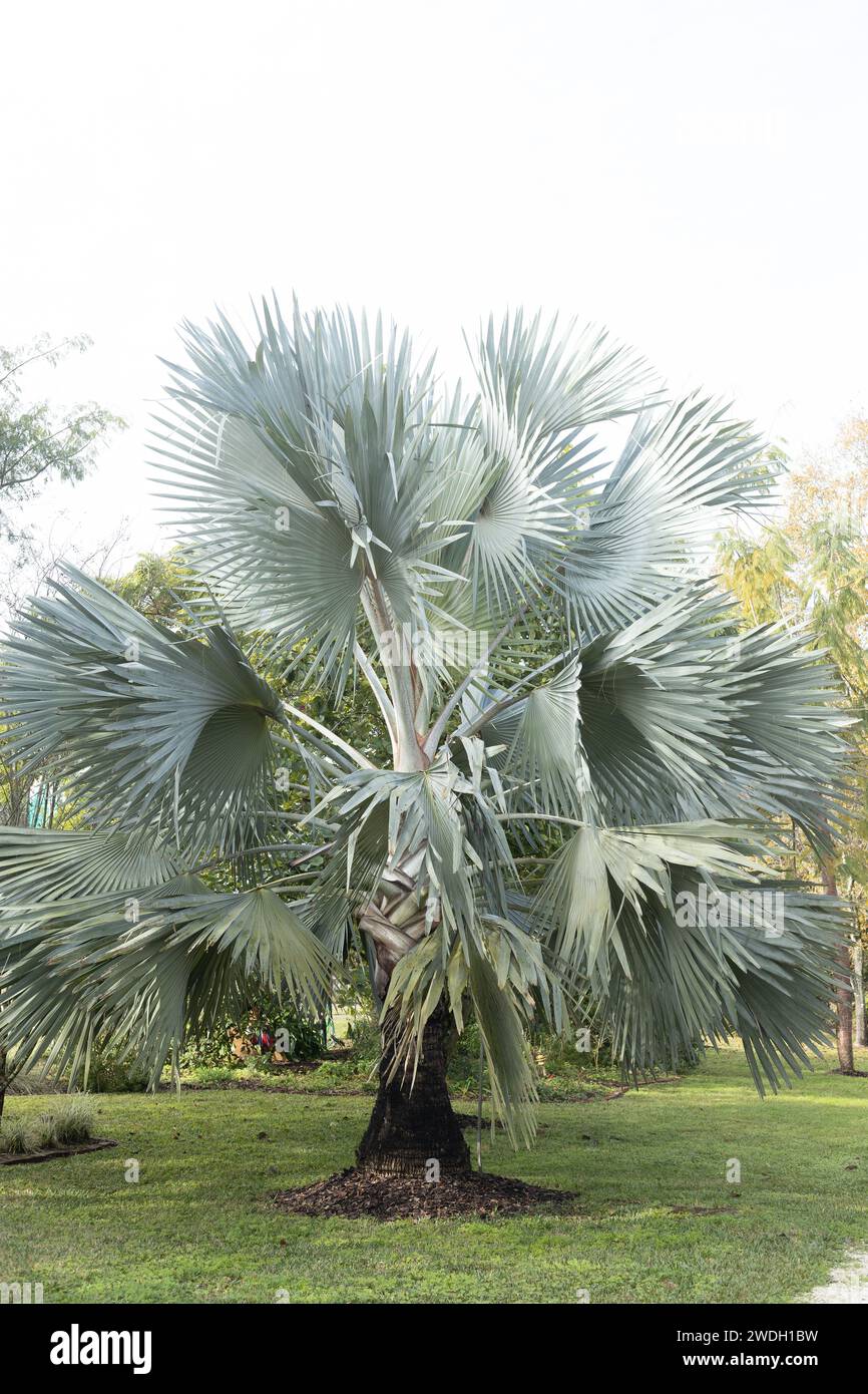Bismarckia nobilis - Bismarck palm tree Stock Photo - Alamy