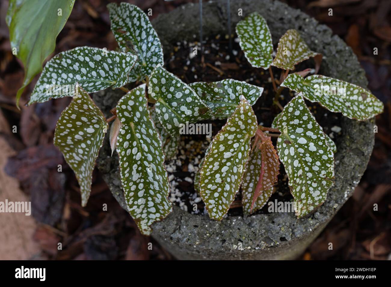 Begonia 'White Ice' in a container Stock Photo - Alamy