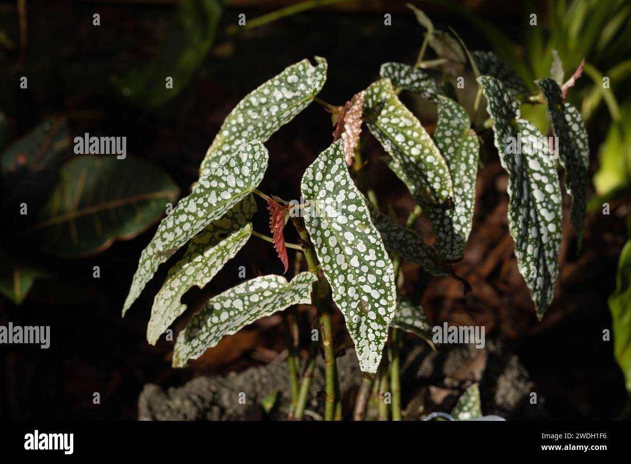Begonia 'White Ice' in a container Stock Photo - Alamy